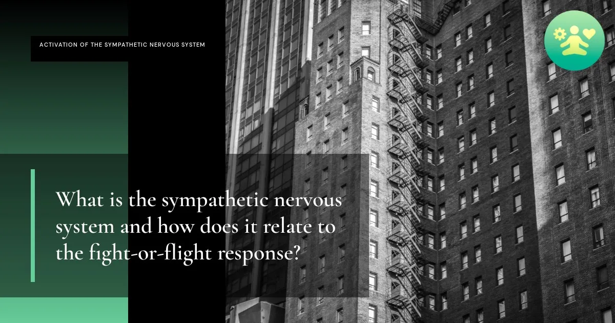 What is the sympathetic nervous system and how does it relate to the ...